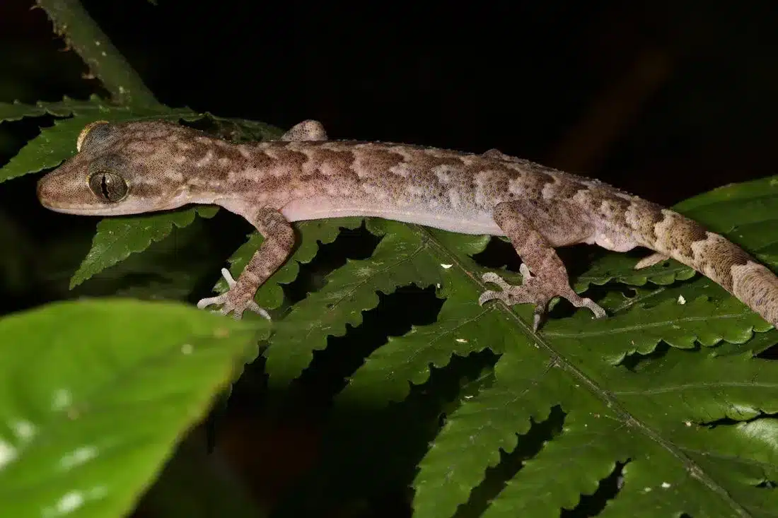 Bent-toed Gecko Bent-toed Gecko