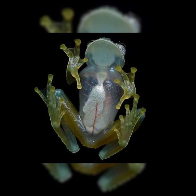 Glass Frogs