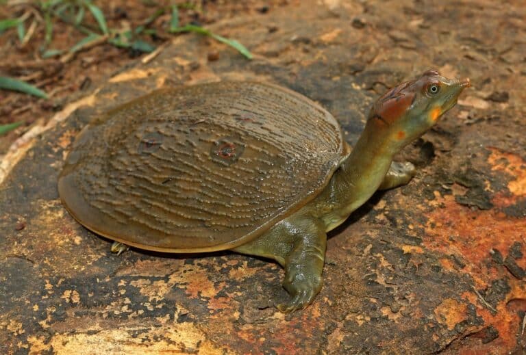Leith’s Soft-shelled Turtle