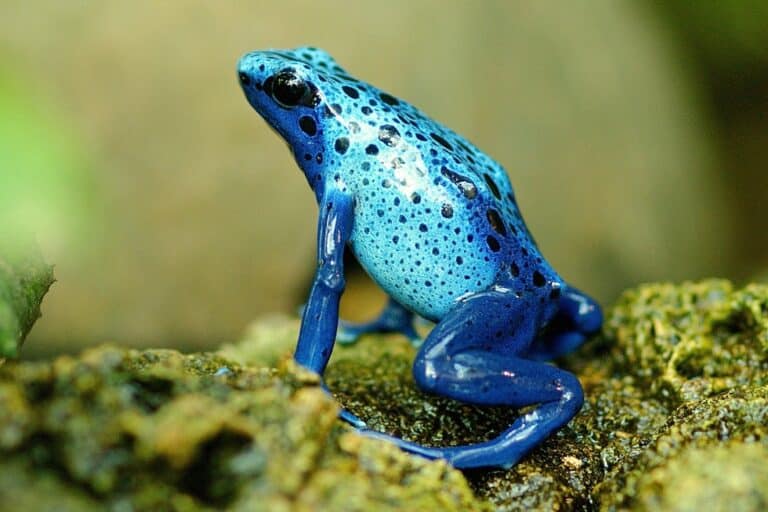 Mahabali Frog