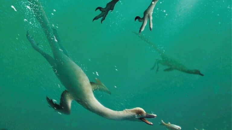 Natovenator polydontus?