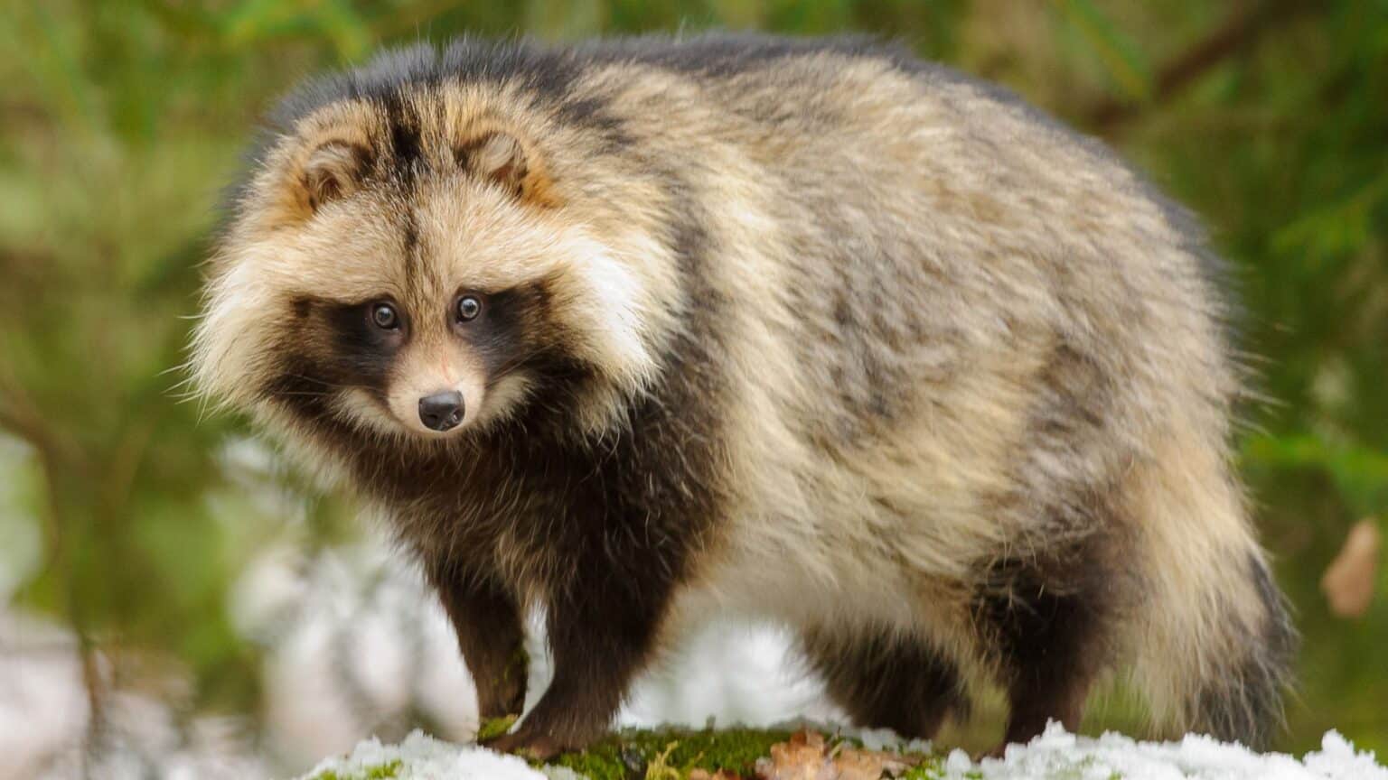 Raccoon Dogs