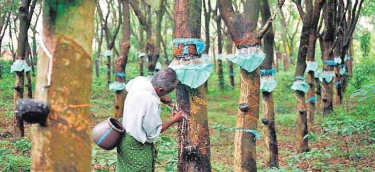 Rubber Plantations in India