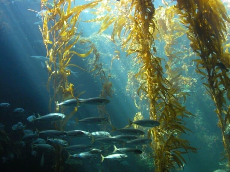 What are Kelp forests?