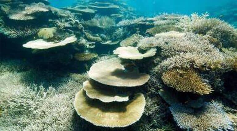 What is coral cryopreservation?