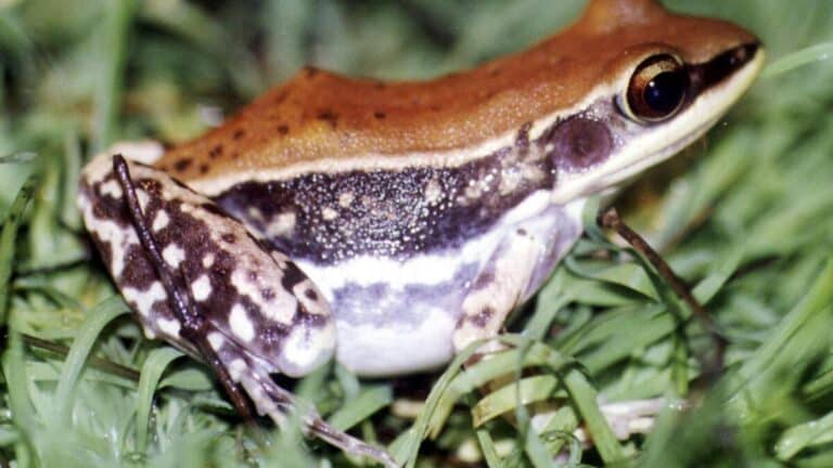 Budgett’s frog