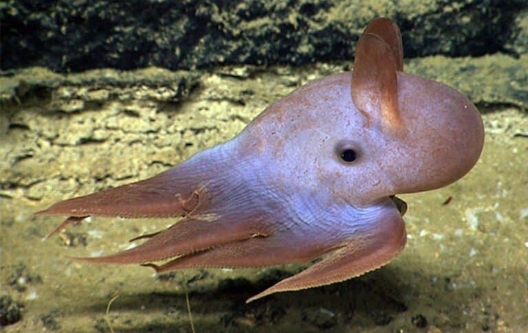 What is Dumbo Octopus?