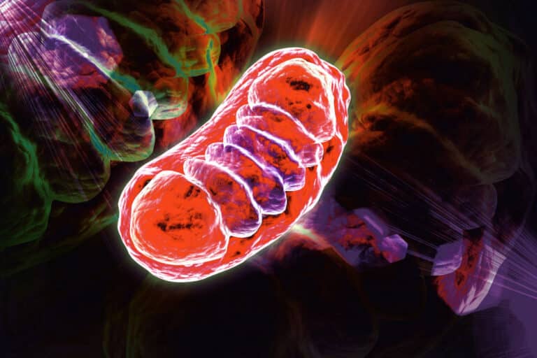 What are Mitochondrial Diseases?