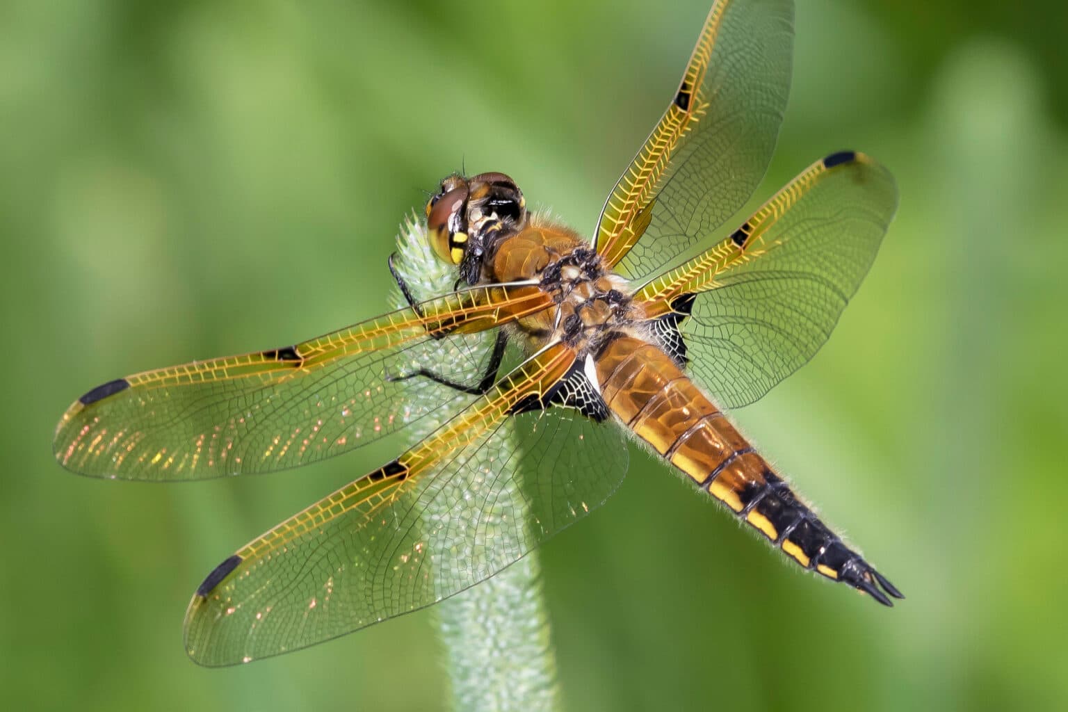 What is Odonata Species?