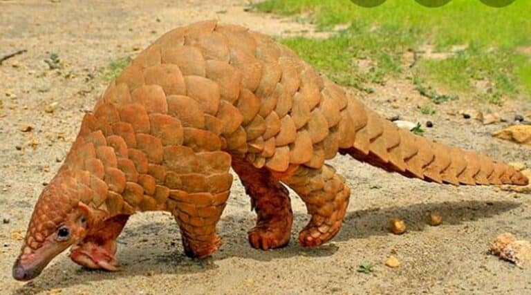 Pangolins: Over 1,000 poached and trafficked in India
