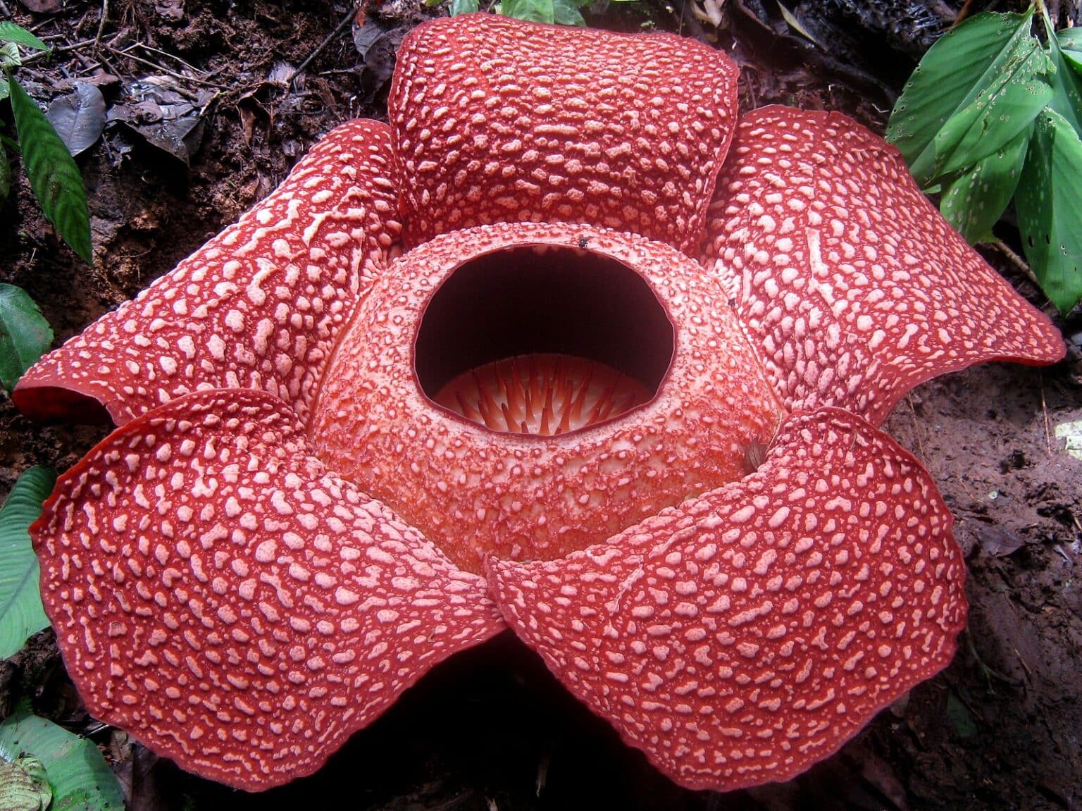 What is Rafflesia?
