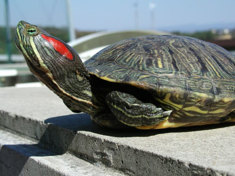 Red-eared Sliders Turtle