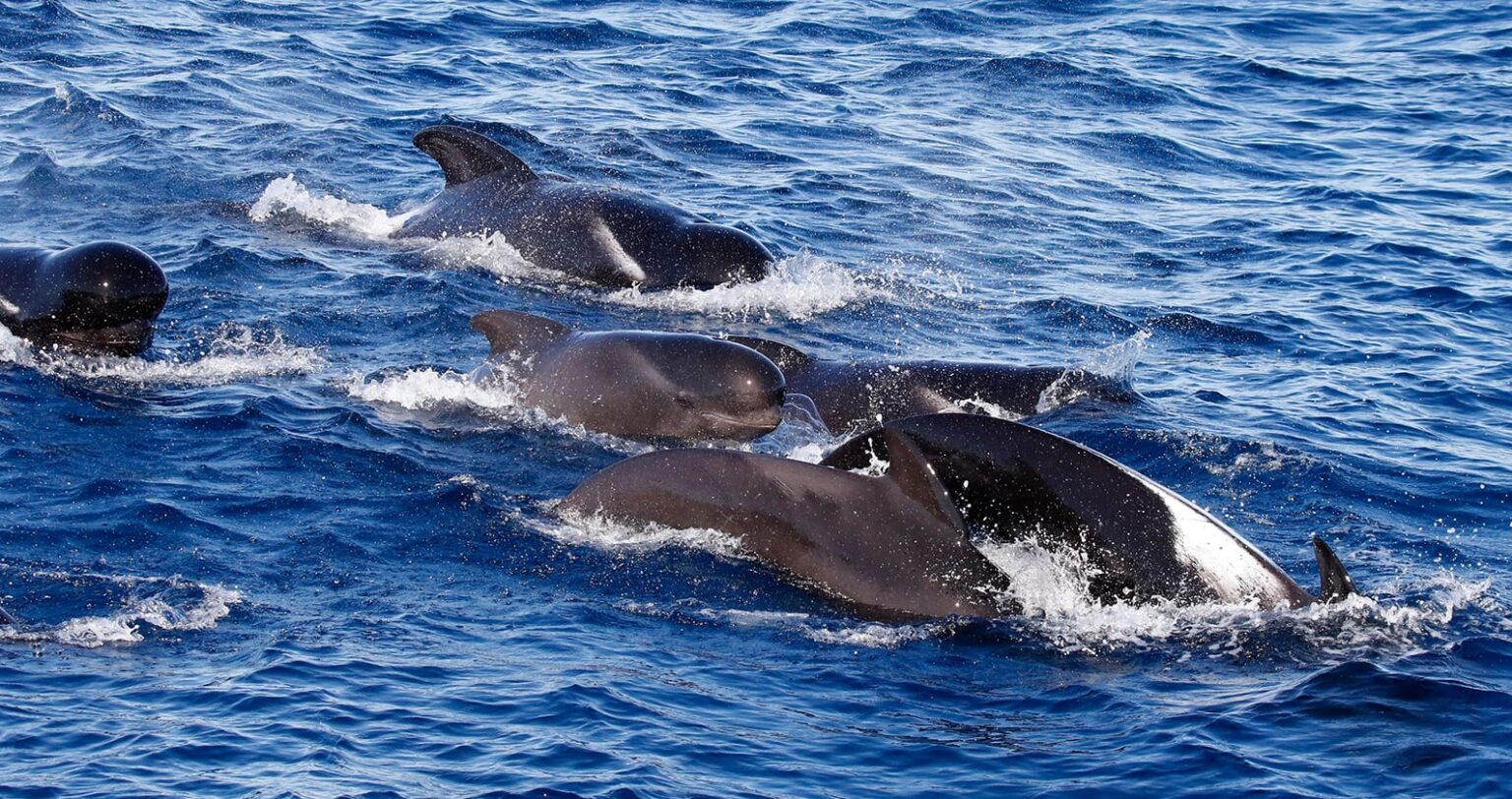 What are Pilot Whales?