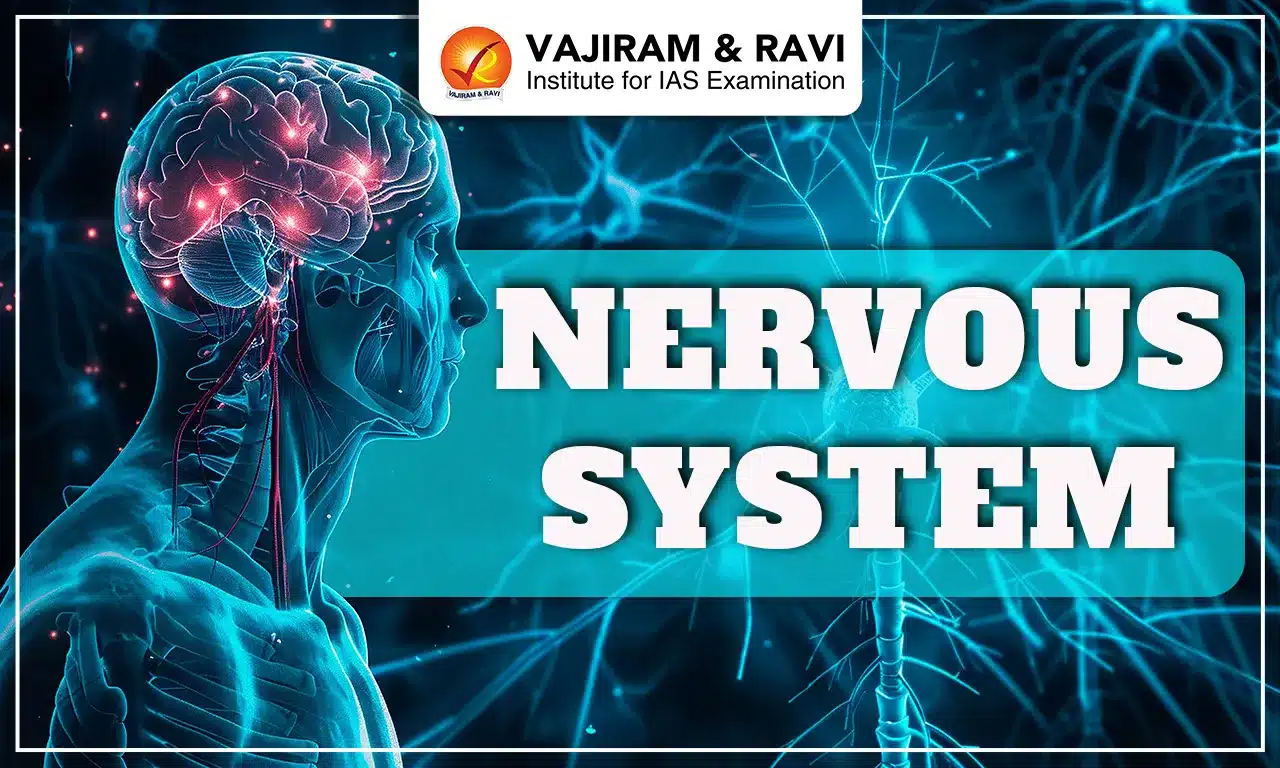 Nervous System, Definition, Classification, Function, Reflex Action