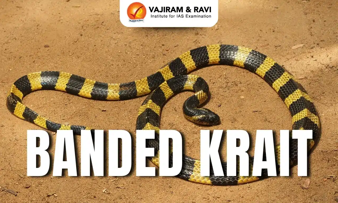Banded Krait, Scientific Name, Distribution, Habitat, Conservation, News