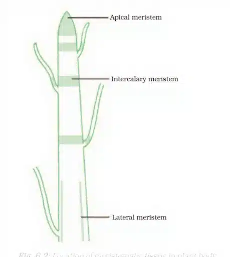 Plant Tissue, Definition, Structure, Features, Classification