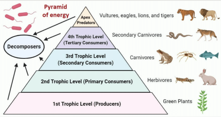 Ecological Pyramid, Meaning, Types, Example, UPSC Notes