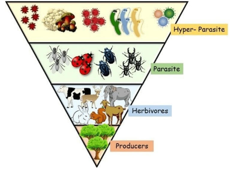 Ecological Pyramid, Meaning, Types, Example, UPSC Notes
