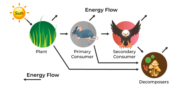 Energy Flow in Ecosystem, Food Chain and Food Web, Types, Diagram